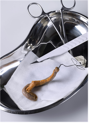 ilearn.courses.med.fiu.edu - /published/Clinical_Anatomy/mobile/