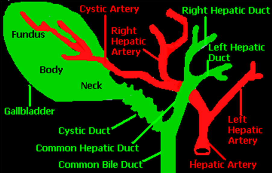 ilearn.courses.med.fiu.edu - /published/Gallbladder_Clinical_Anatomy ...